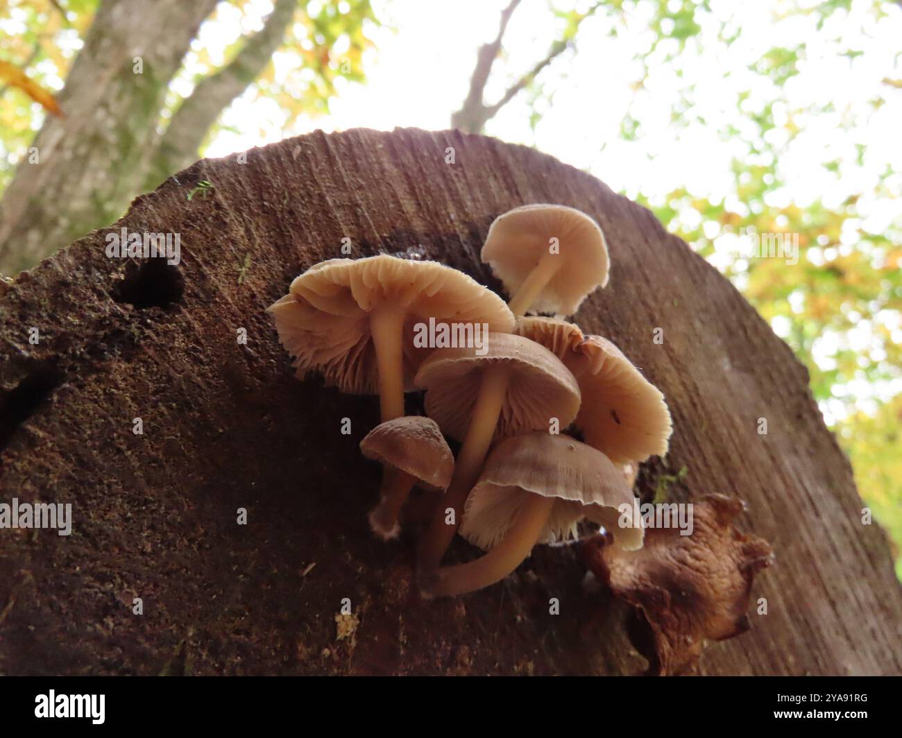 clustered bonnet (Mycena inclinata) Fungi Stock Photo - Alamy