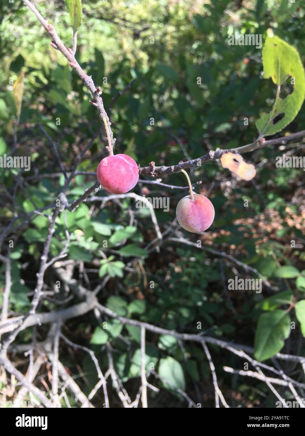 Beach Plum (Prunus maritima) Plantae Stock Photo - Alamy
