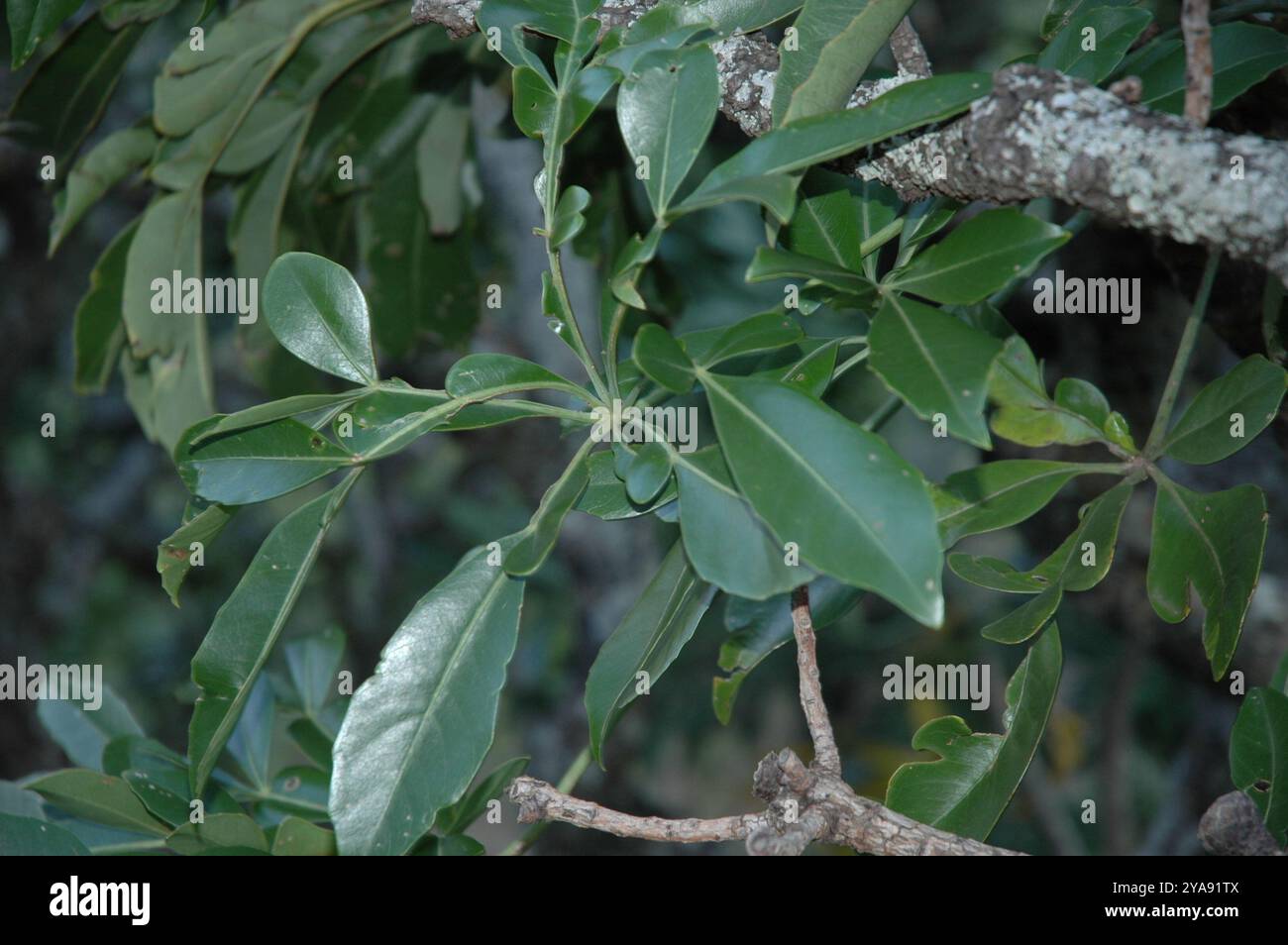 Cabbage tree (Cussonia spicata) Plantae Stock Photo - Alamy