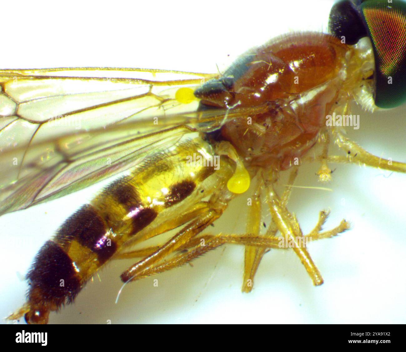 Sargus elegans hi-res stock photography and images - Alamy