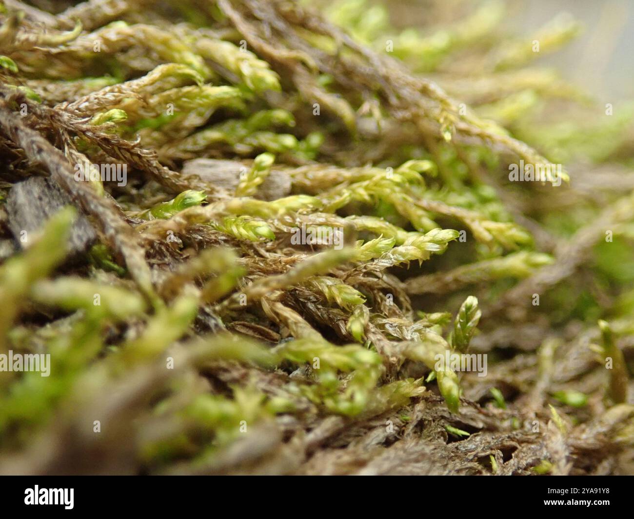 Drab Brook-moss (Hygrohypnum luridum) Plantae Stock Photo - Alamy