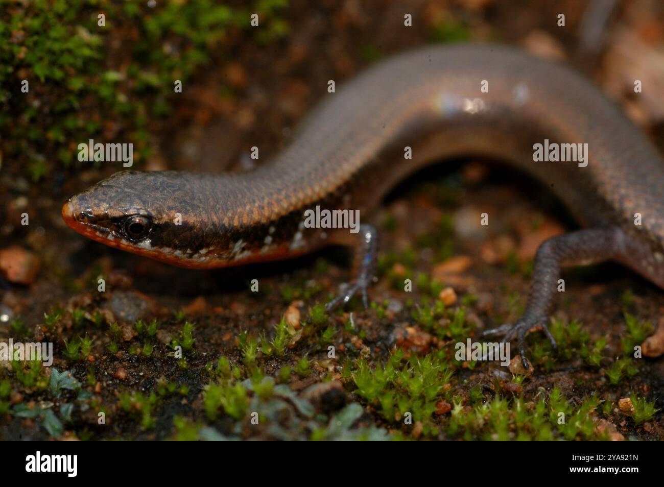 Spotted-neck Snake-eyed Skink (Panaspis maculicollis) Reptilia Stock ...