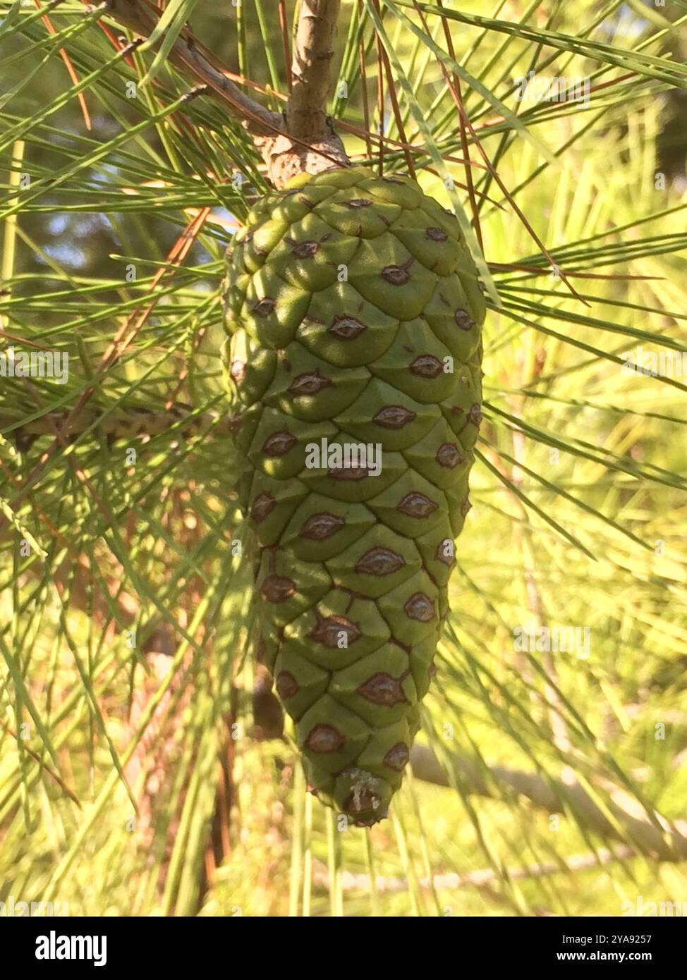 Aleppo pine (Pinus halepensis) Plantae Stock Photo - Alamy