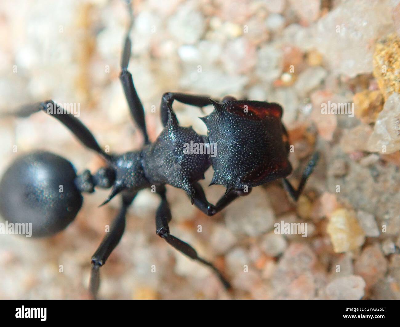 Common Giant Turtle Ant (Cephalotes atratus) Insecta Stock Photo - Alamy
