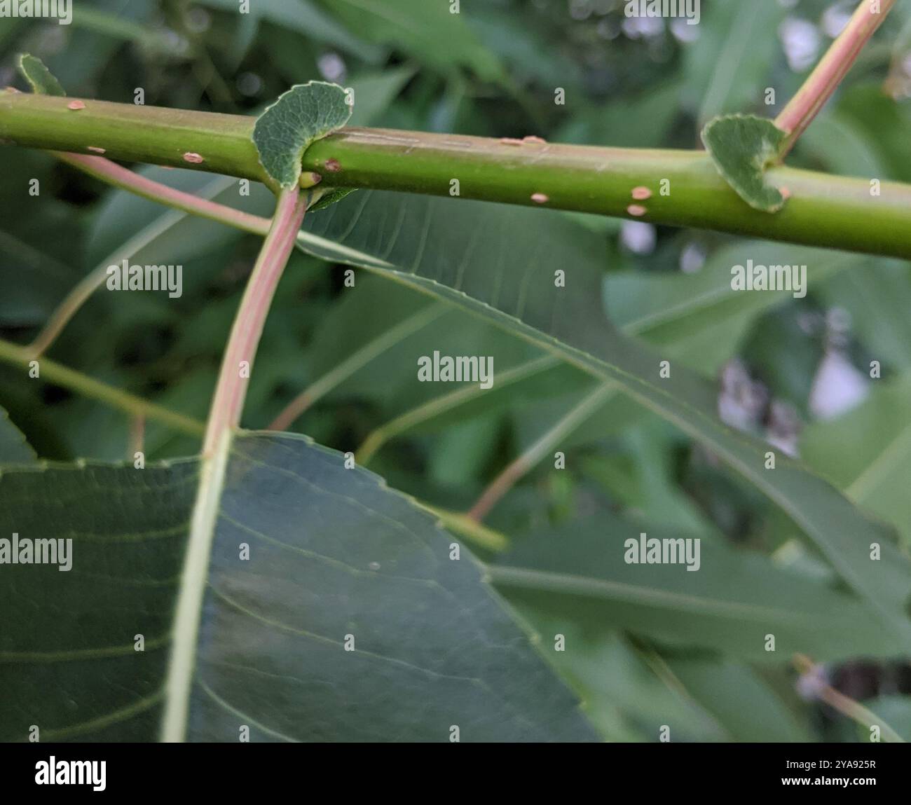 peachleaf willow (Salix amygdaloides) Plantae Stock Photo - Alamy