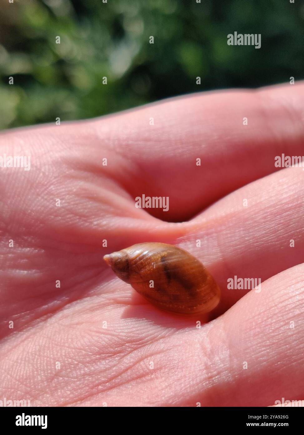 Common European Ambersnail (Succinea putris) Mollusca Stock Photo - Alamy