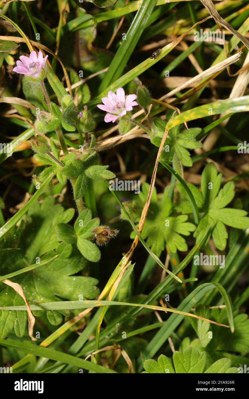 Dove's-foot crane's-bill (Geranium molle) Plantae Stock Photo - Alamy