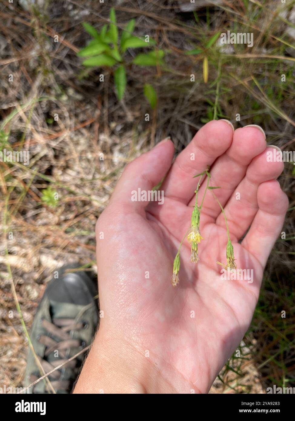 Florida brickell-bush (Brickellia eupatorioides floridana) Plantae ...