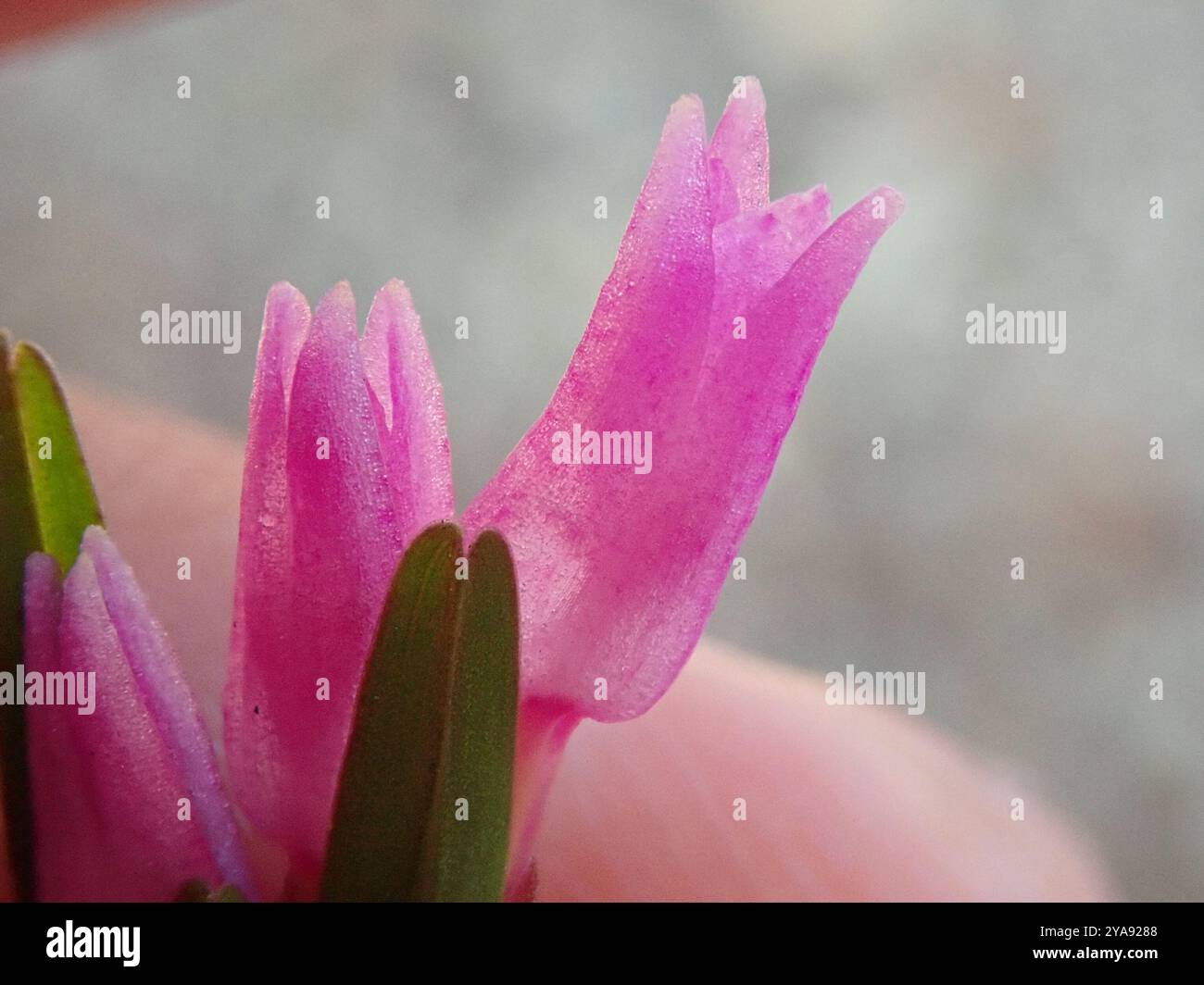 Isochilus linearis hi-res stock photography and images - Alamy