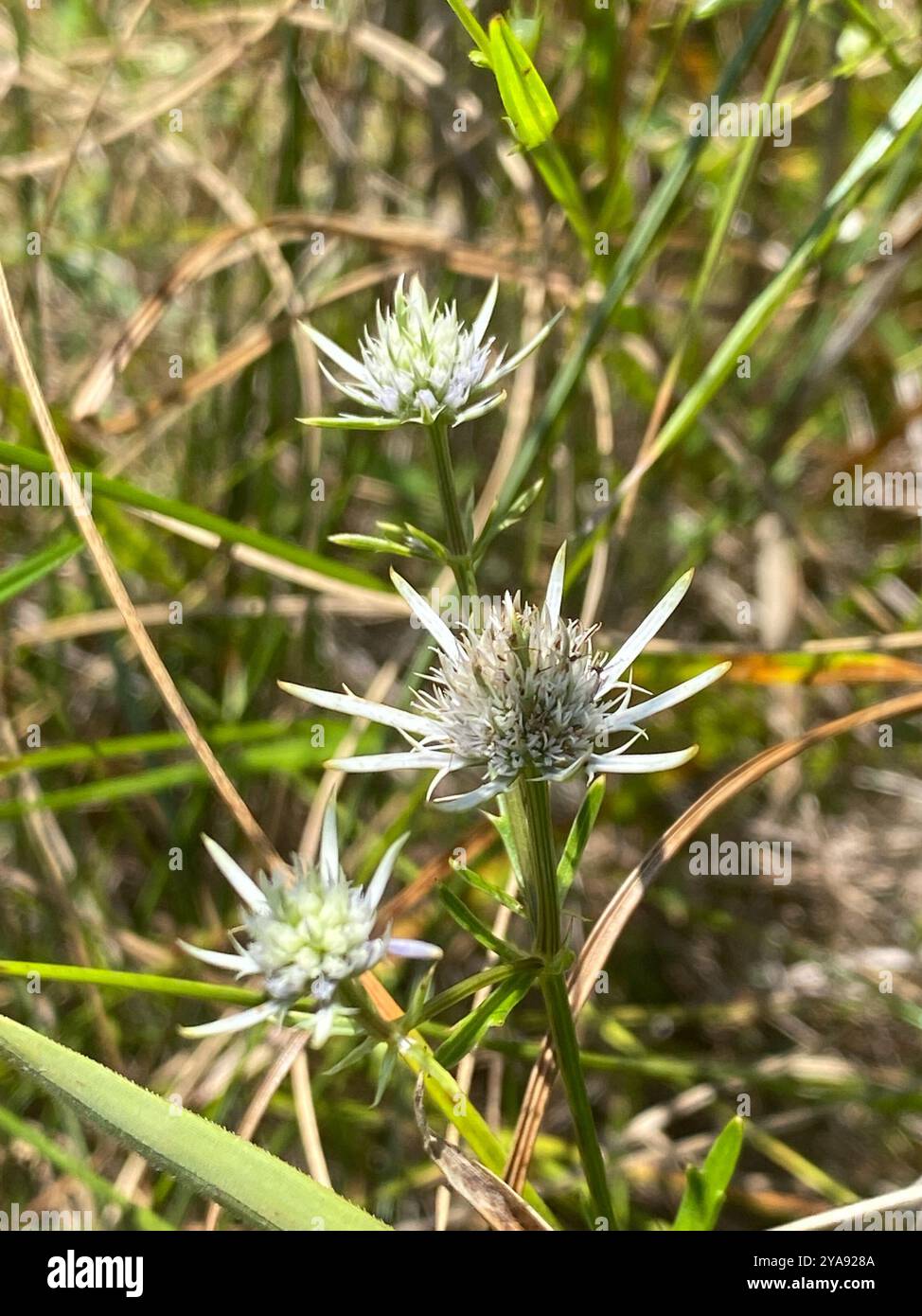 blueflower eryngo (Eryngium integrifolium) Plantae Stock Photo - Alamy