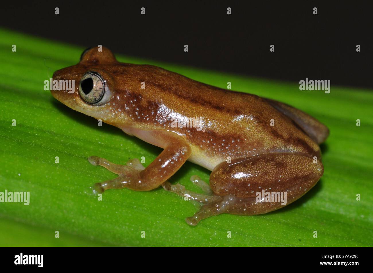 Short-legged Spiny Reed Frog (Afrixalus brachycnemis) Amphibia Stock ...
