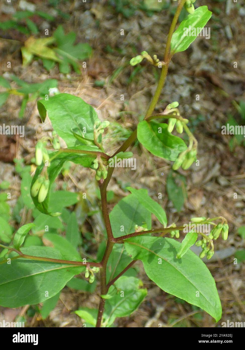 tall rattlesnake root (Nabalus altissimus) Plantae Stock Photo - Alamy