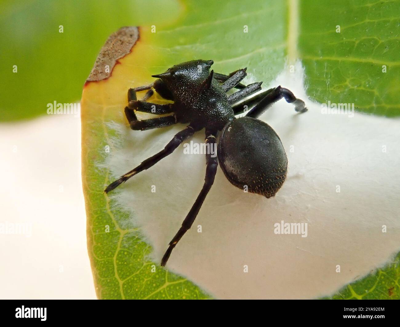 Turtle Ant-mimicking Crab Spider (Aphantochilus rogersi) Arachnida ...