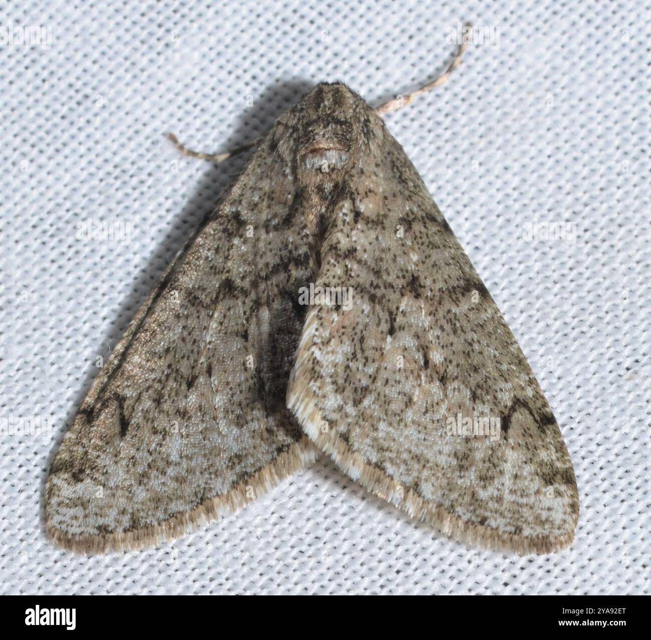 Toothed Phigalia Moth (Phigalia denticulata) Insecta Stock Photo - Alamy