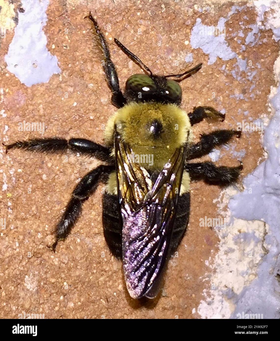 Eastern Carpenter Bee (Xylocopa virginica) Insecta Stock Photo - Alamy