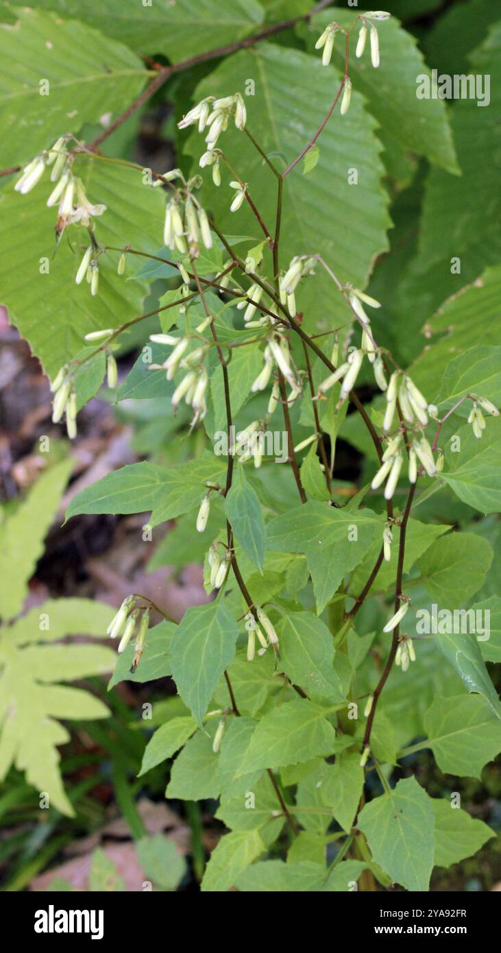 tall rattlesnake root (Nabalus altissimus) Plantae Stock Photo - Alamy
