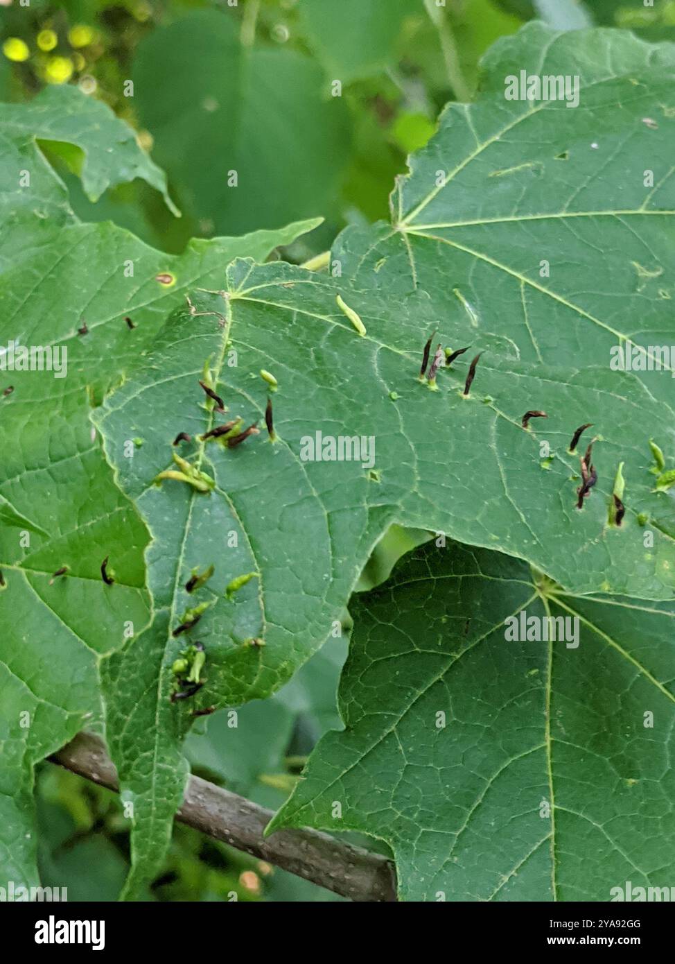 Maple Spindle Gall Mite (Vasates aceriscrumena) Arachnida Stock Photo ...