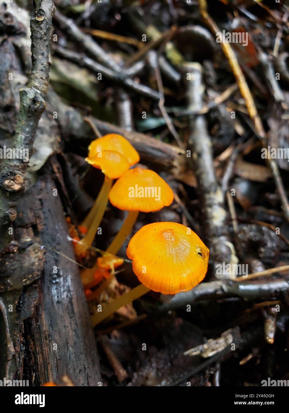 orange mycena (Mycena leaiana) Fungi Stock Photo - Alamy