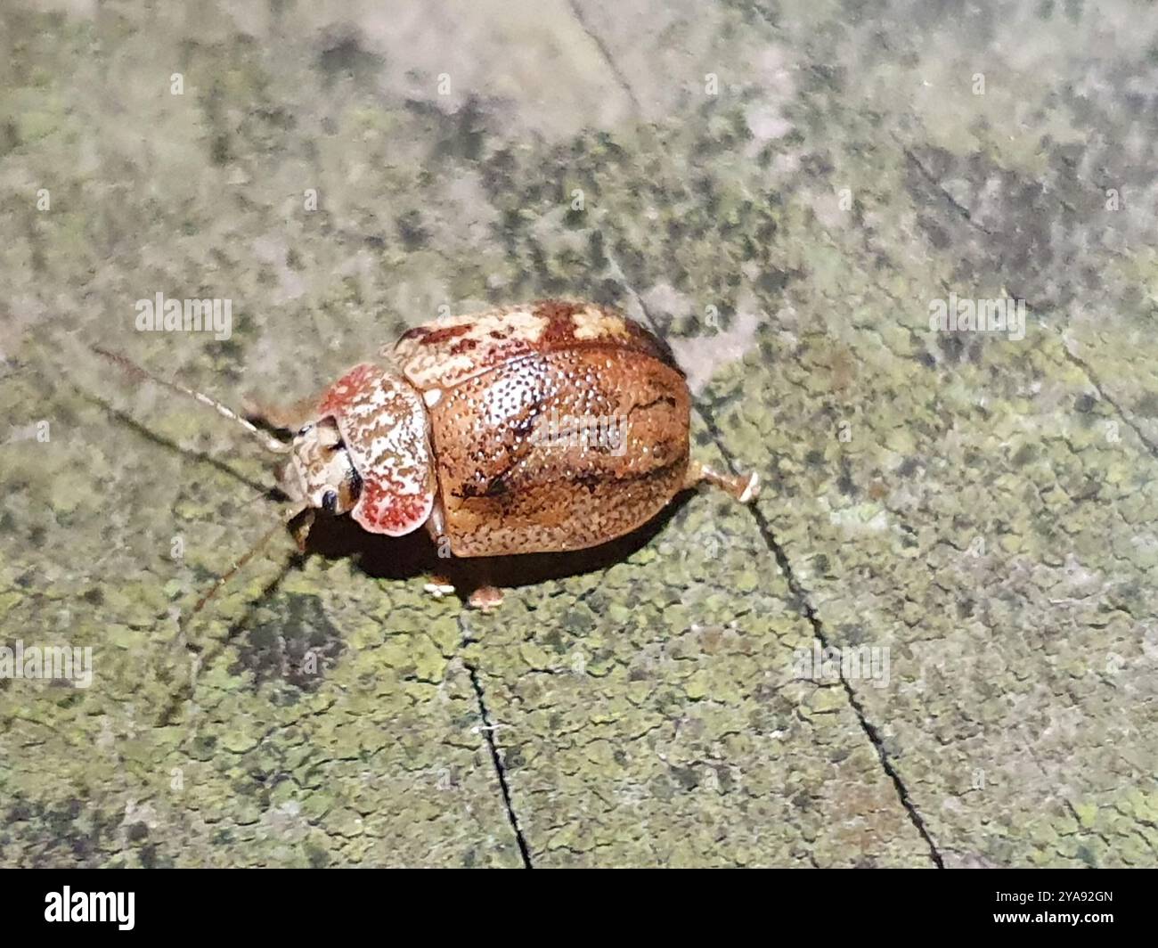 Eucalyptus Tortoise Beetle (Paropsis charybdis) Insecta Stock Photo - Alamy