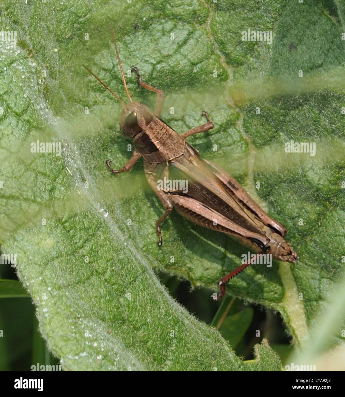 Red-legged Grasshopper (Melanoplus femurrubrum) Insecta Stock Photo - Alamy