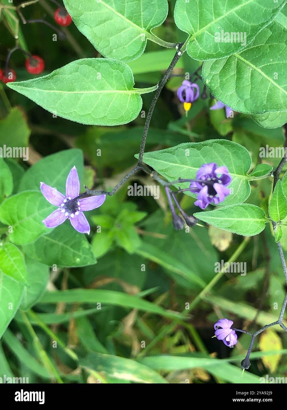 bittersweet nightshade (Solanum dulcamara) Plantae Stock Photo - Alamy