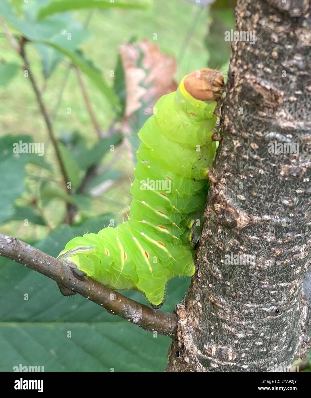 Polyphemus Moth (Antheraea polyphemus) Insecta Stock Photo - Alamy