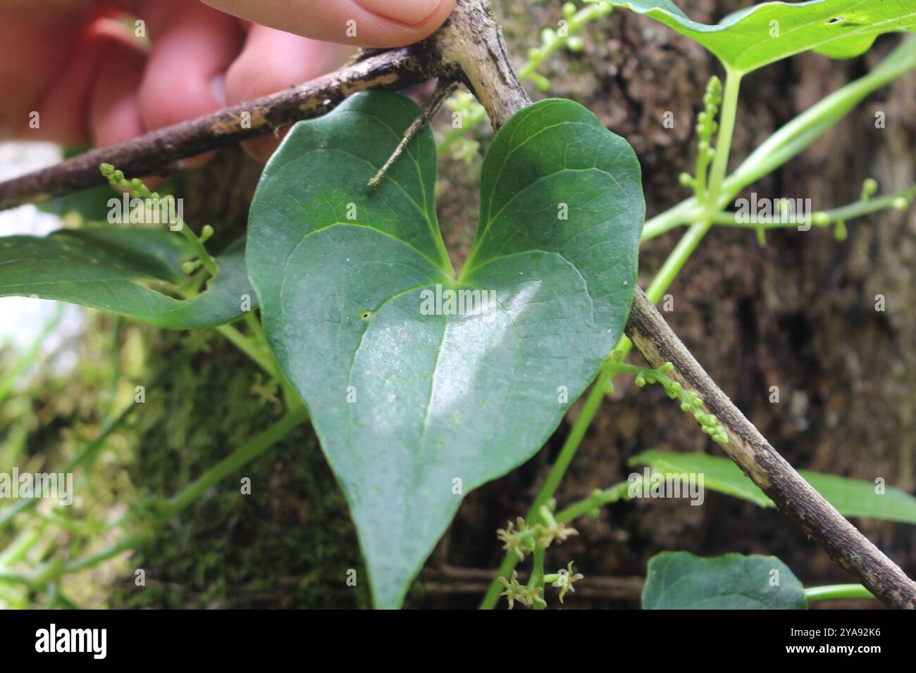 true yams (Dioscoreaceae) Plantae Stock Photo - Alamy