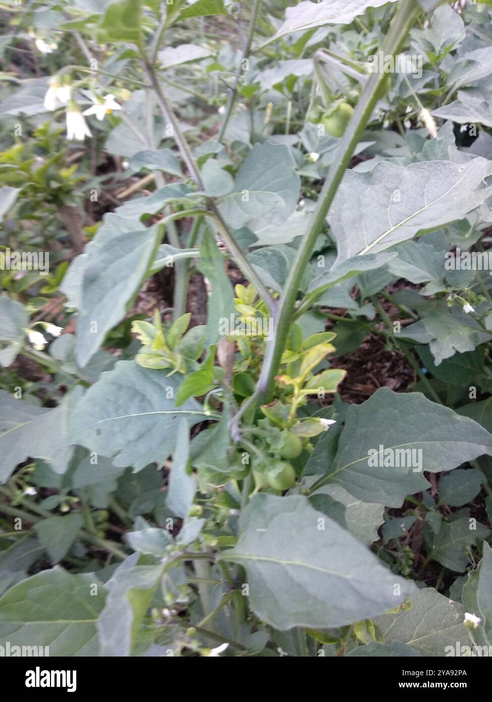 black nightshade (Solanum nigrum) Plantae Stock Photo - Alamy