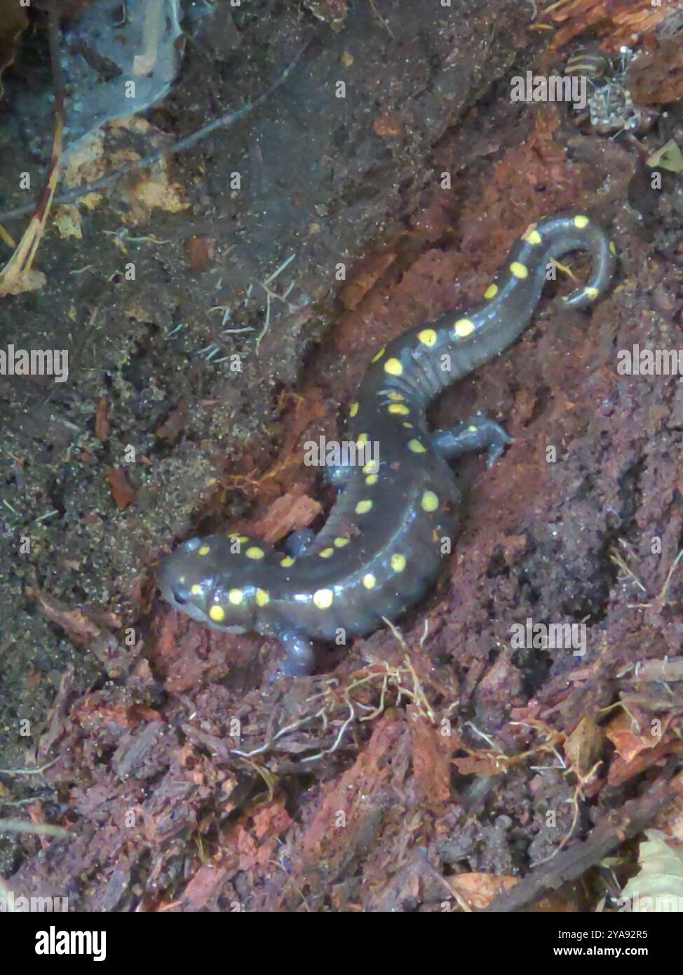 Spotted Salamander (Ambystoma maculatum) Amphibia Stock Photo - Alamy