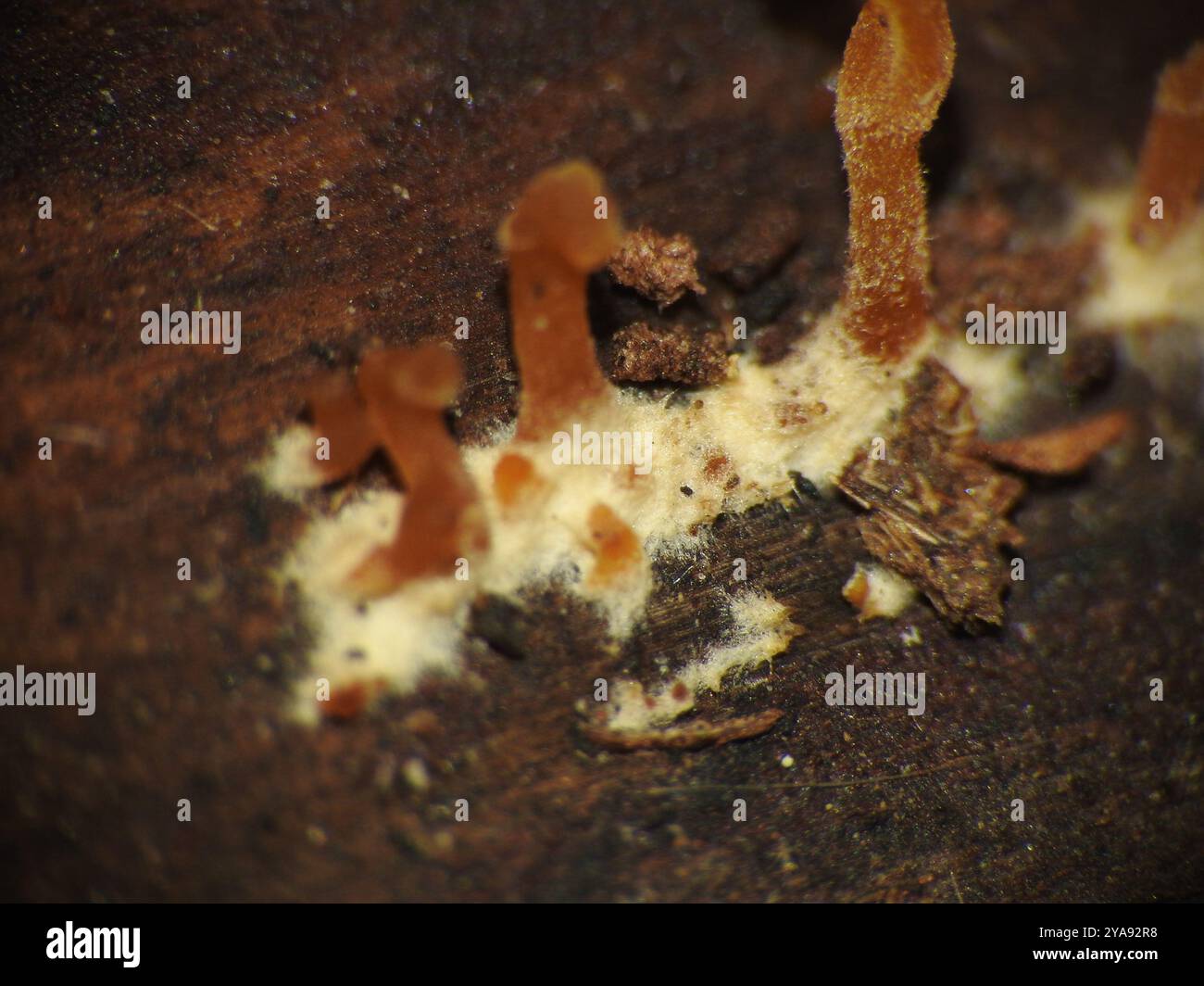 Fan shaped jelly fungi hi-res stock photography and images - Alamy