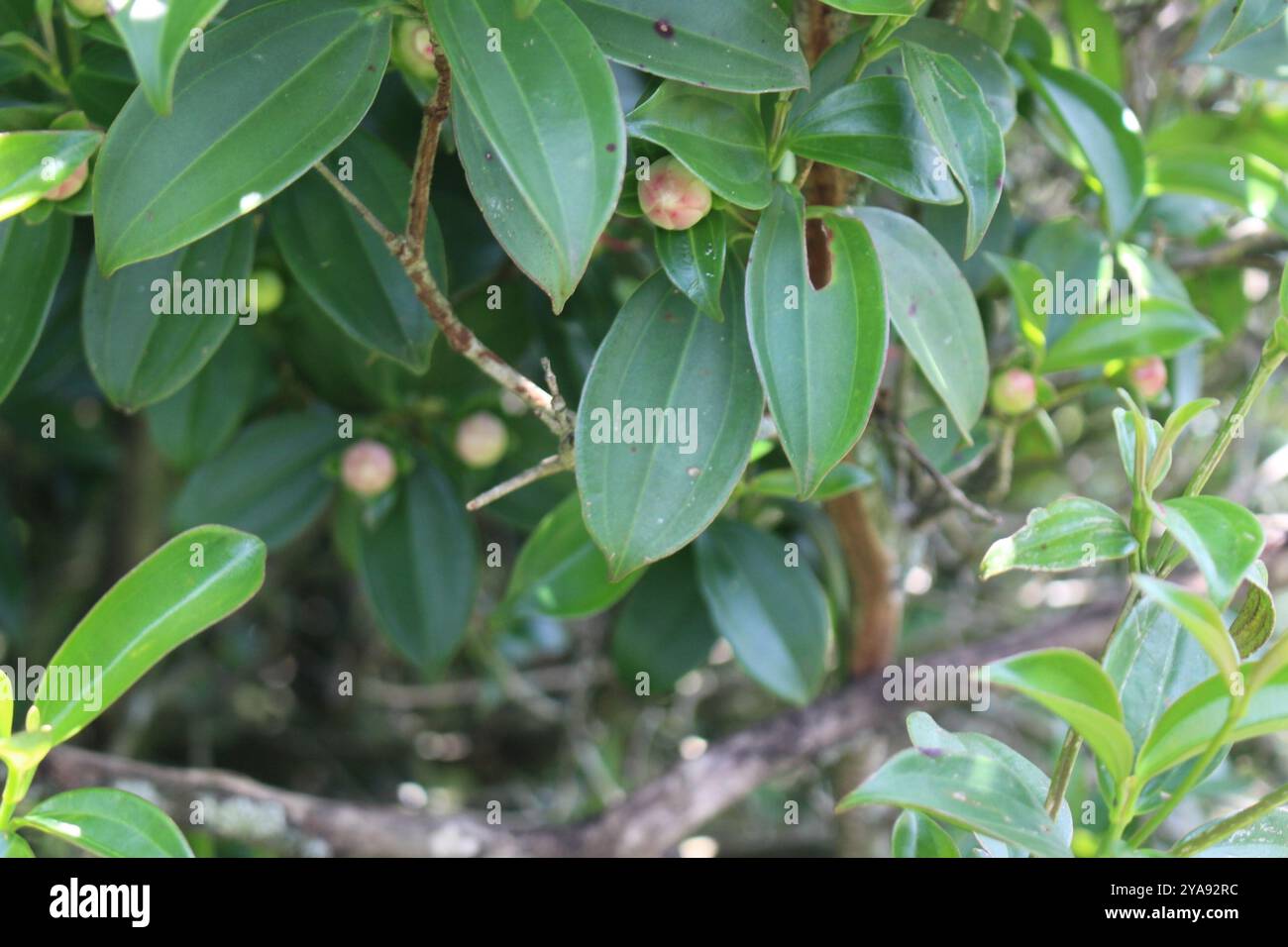 (Blakea gracilis) Plantae Stock Photo - Alamy
