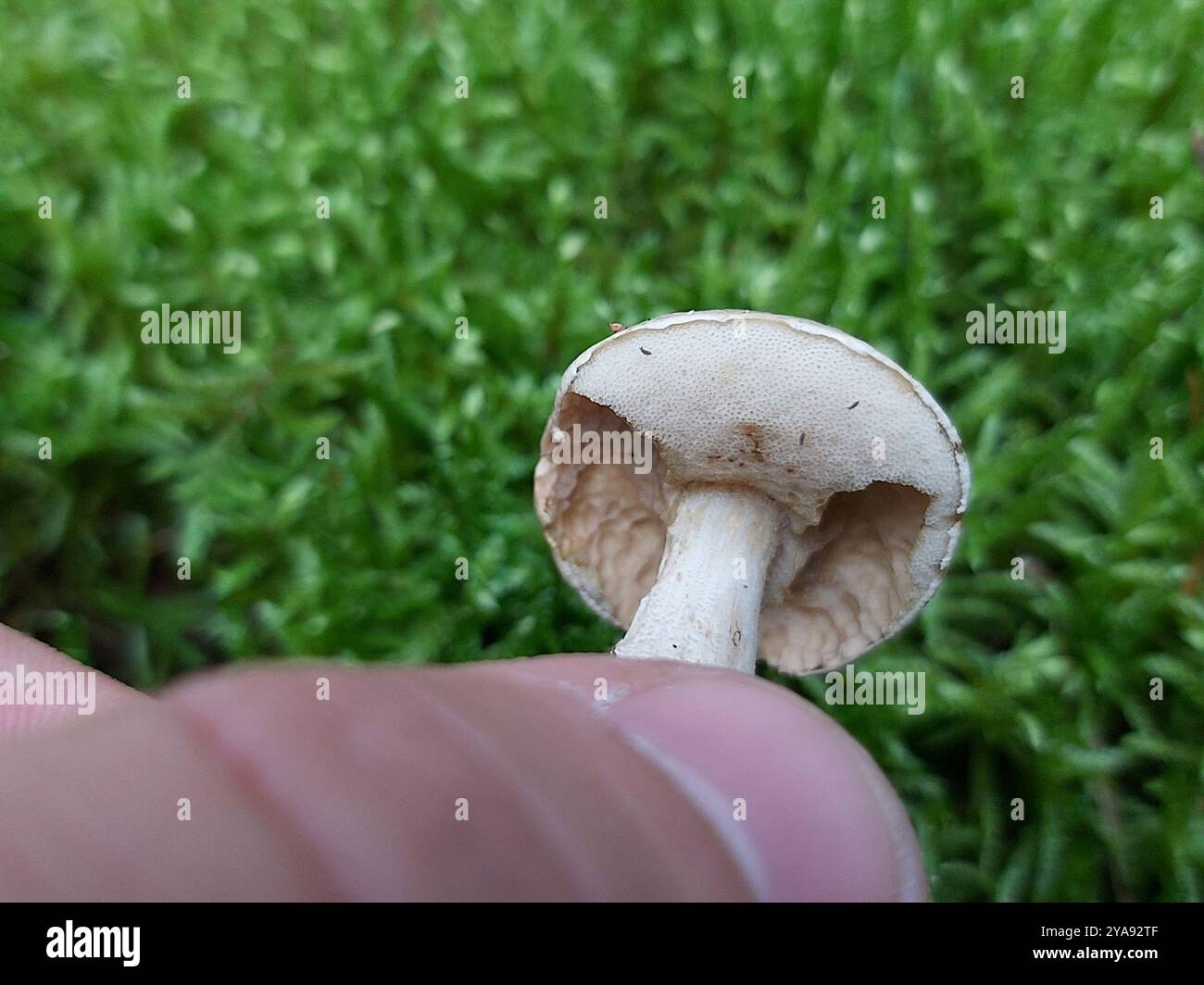 Ghost Bolete (Leccinum holopus) Fungi Stock Photo - Alamy