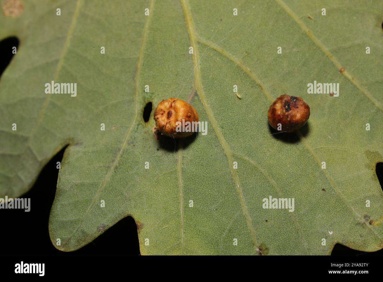 Red Wart Gall Wasp (Cynips disticha) Insecta Stock Photo - Alamy