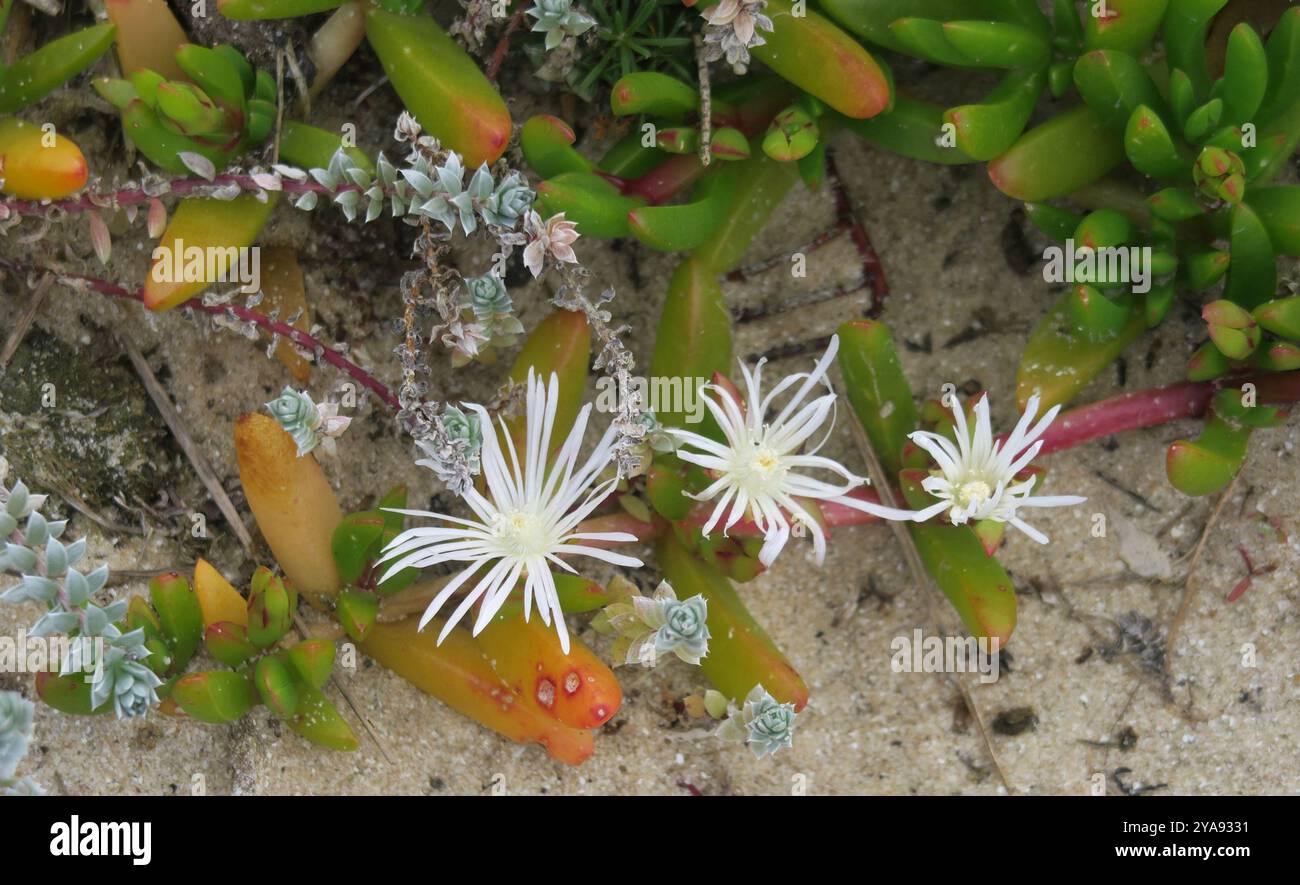 Purple Dewplant (Disphyma crassifolium) Plantae Stock Photo - Alamy