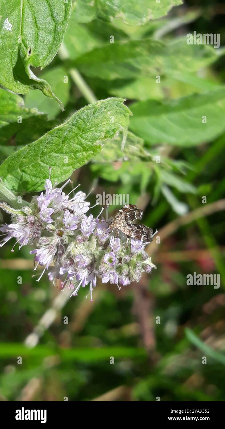 Metalmark Moths (Choreutidae) Insecta Stock Photo - Alamy