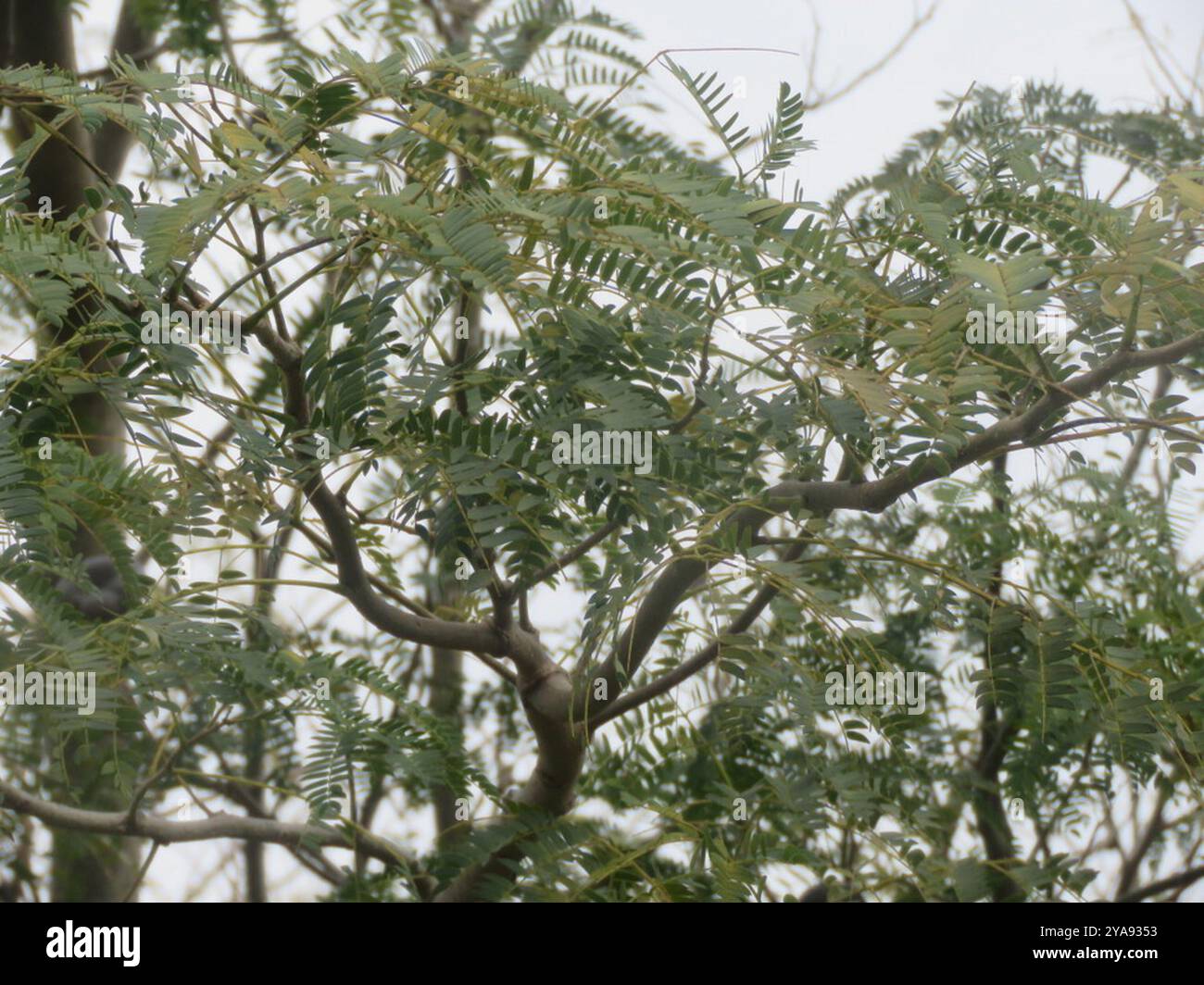 Pacara Earpod Tree (Enterolobium contortisiliquum) Plantae Stock Photo ...