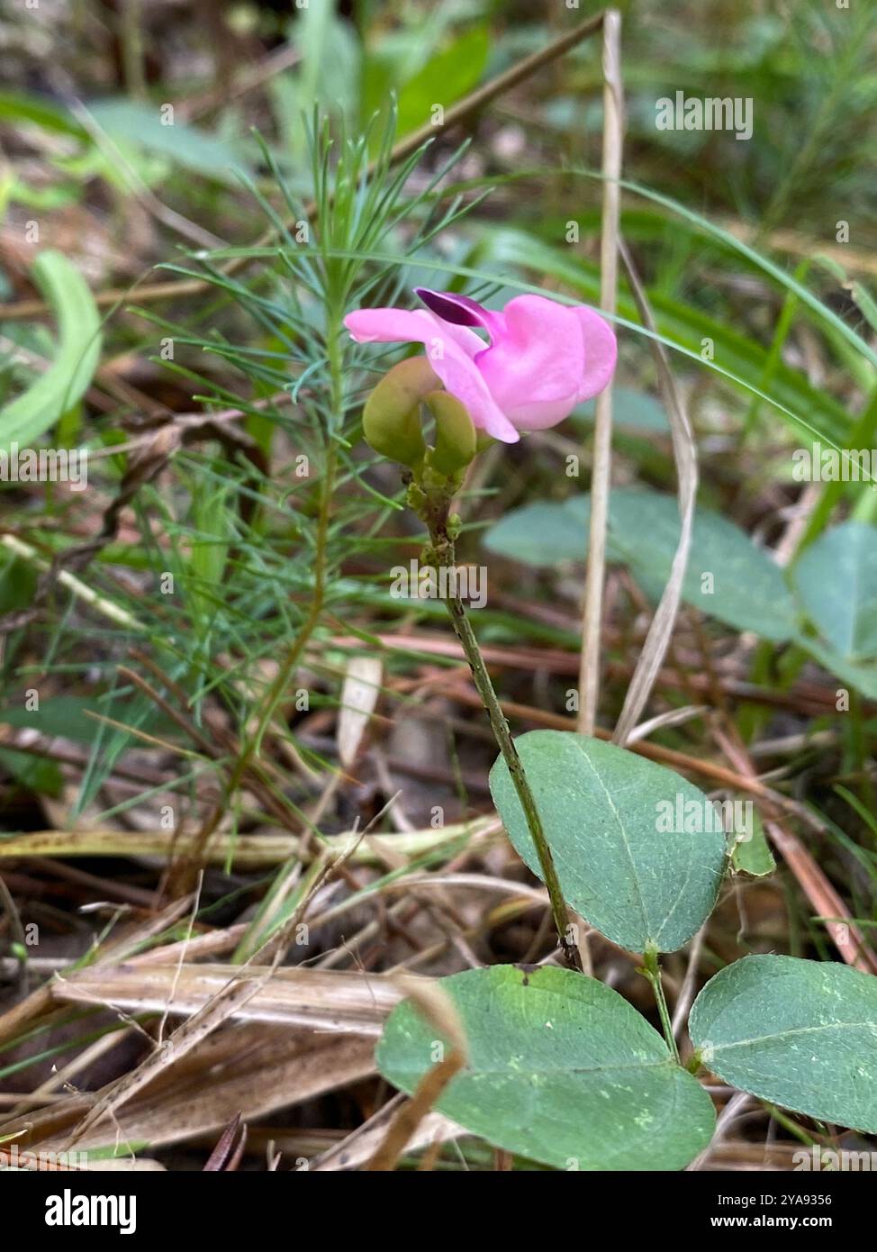 perennial wooly bean (Strophostyles umbellata) Plantae Stock Photo - Alamy