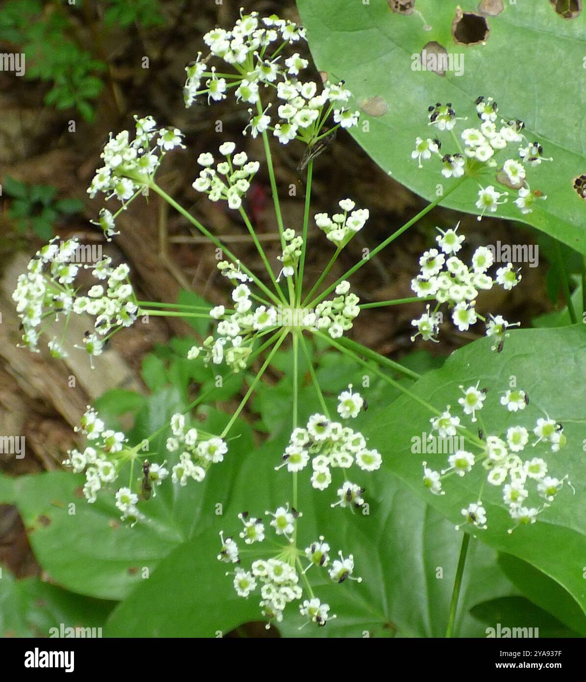 Oxypolis rigidior hi-res stock photography and images - Alamy