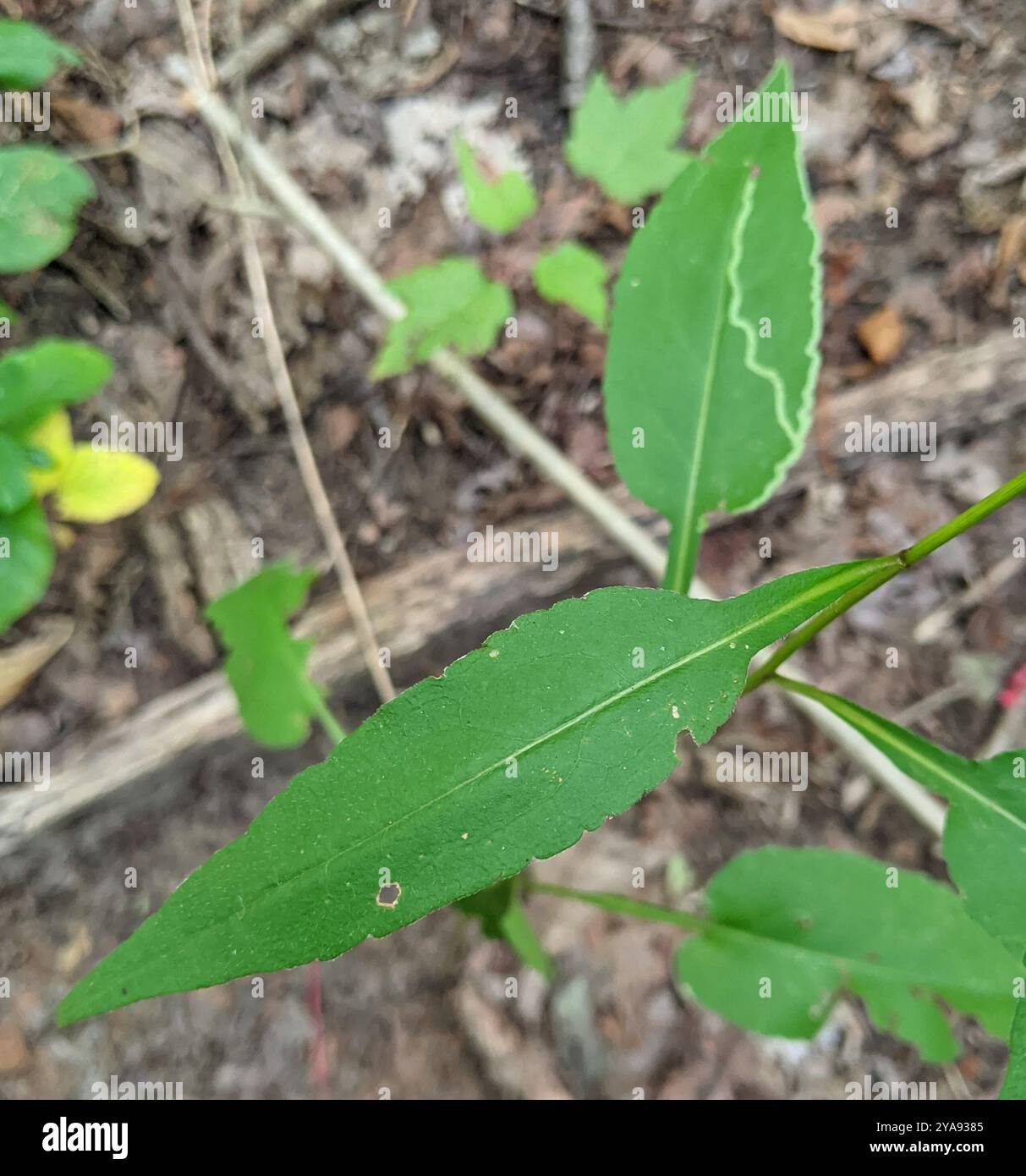 Arrow-leaved Aster (Symphyotrichum urophyllum) Plantae Stock Photo - Alamy