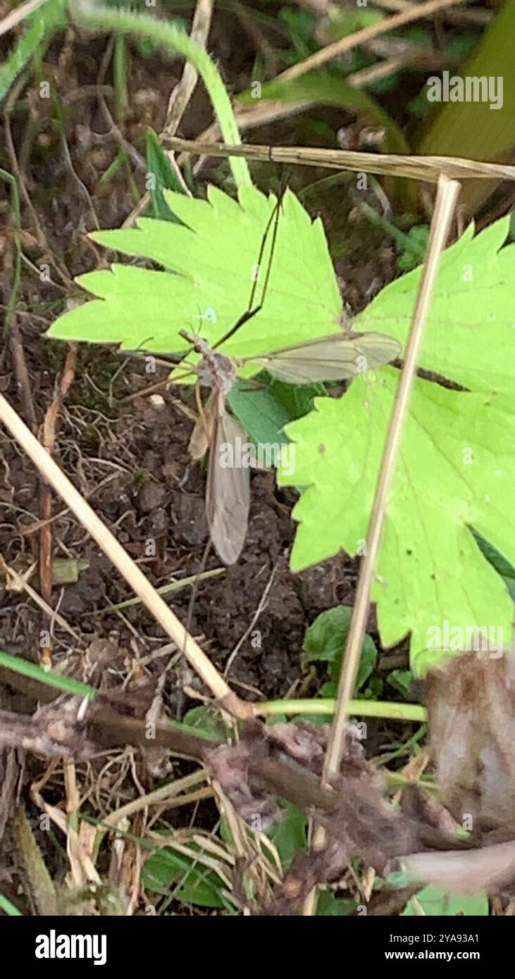 European Crane Fly (Tipula paludosa) Insecta Stock Photo - Alamy