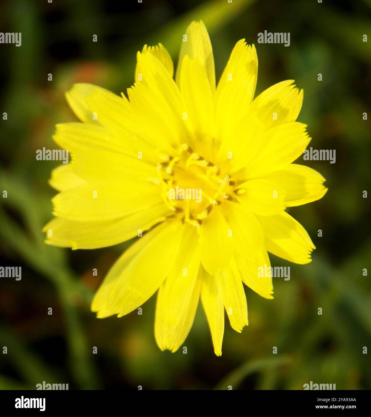 smallflower desert-chicory (Pyrrhopappus pauciflorus) Plantae Stock ...