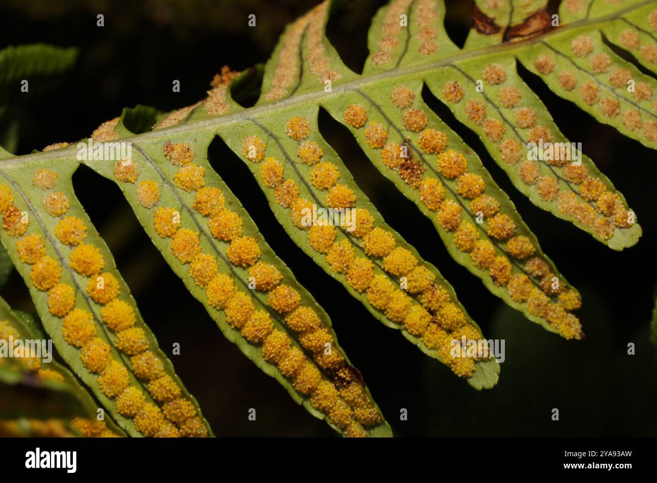 common polypody (Polypodium vulgare) Plantae Stock Photo - Alamy