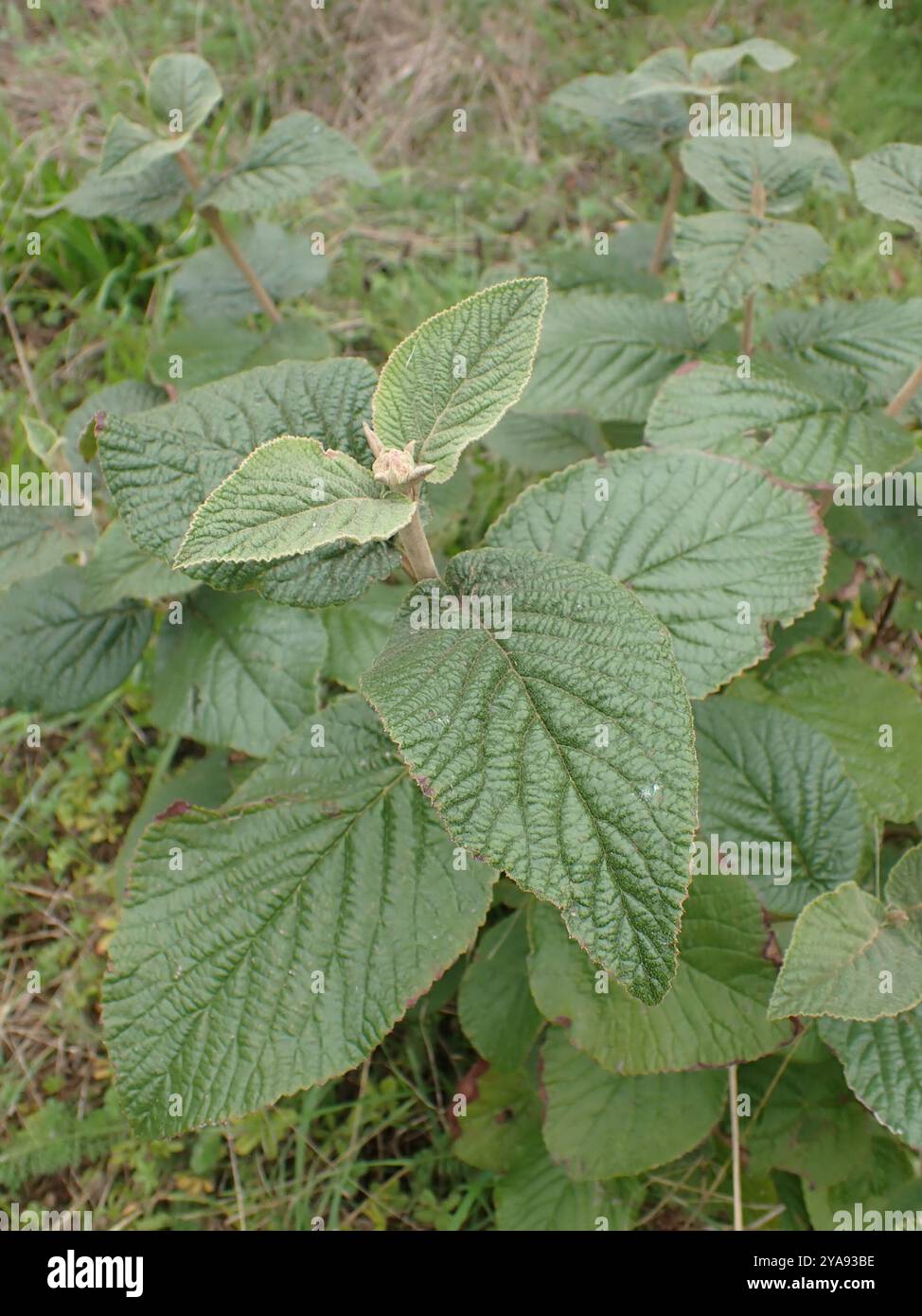 Wayfaring-tree (Viburnum lantana) Plantae Stock Photo - Alamy