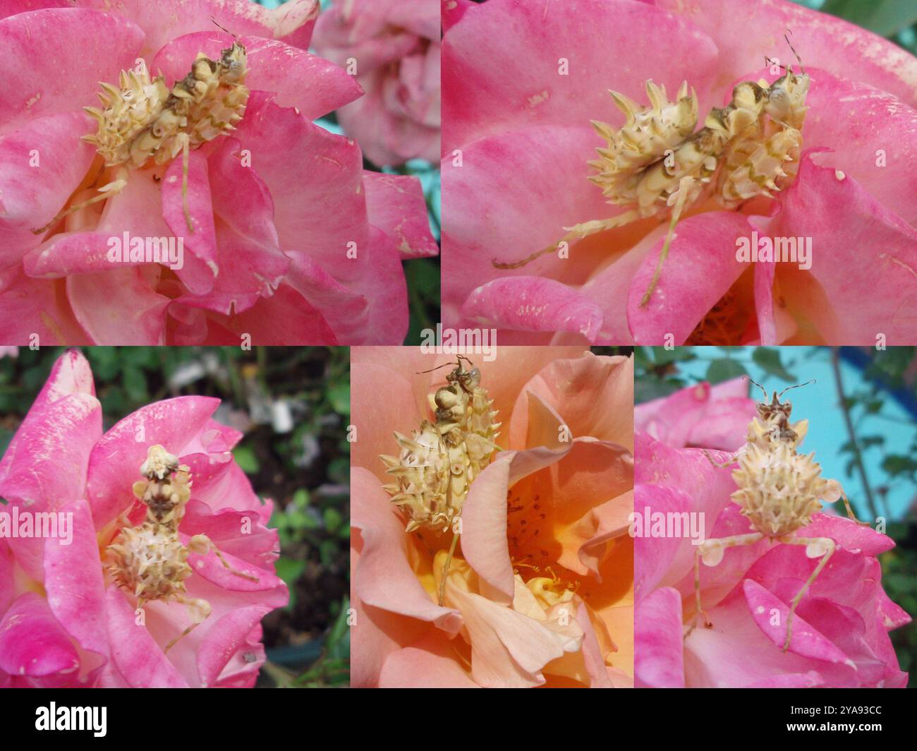 Common Spiny Flower Mantis (Pseudocreobotra wahlbergi) Insecta Stock ...