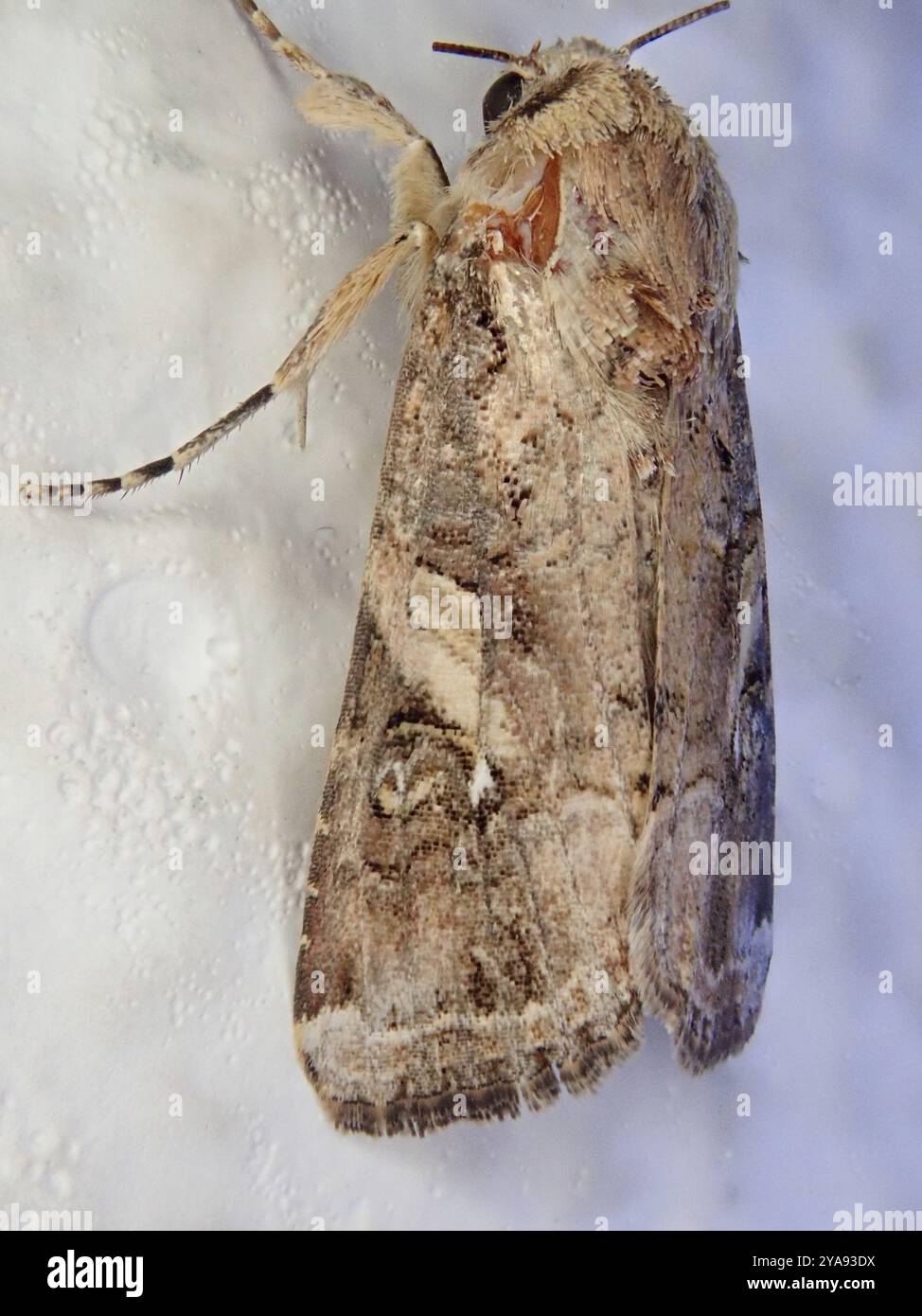 Fall Armyworm Moth (Spodoptera frugiperda) Insecta Stock Photo - Alamy