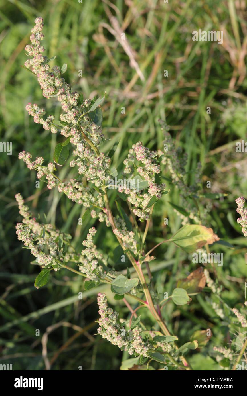Common Lambsquarters (Chenopodium album) Plantae Stock Photo - Alamy