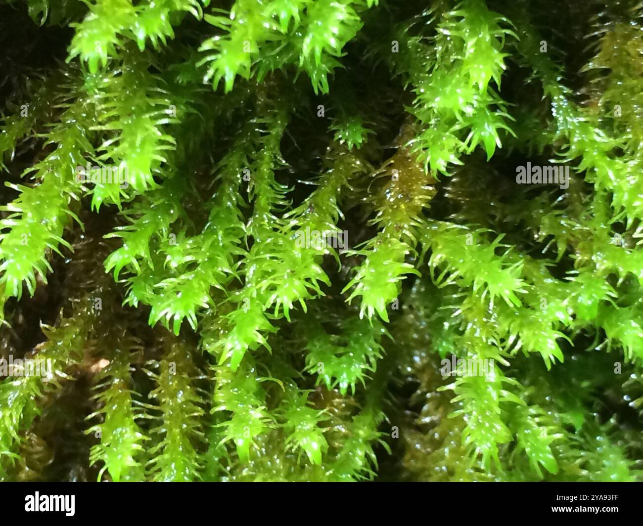 Rambling Tail-moss (Anomodon viticulosus) Plantae Stock Photo - Alamy