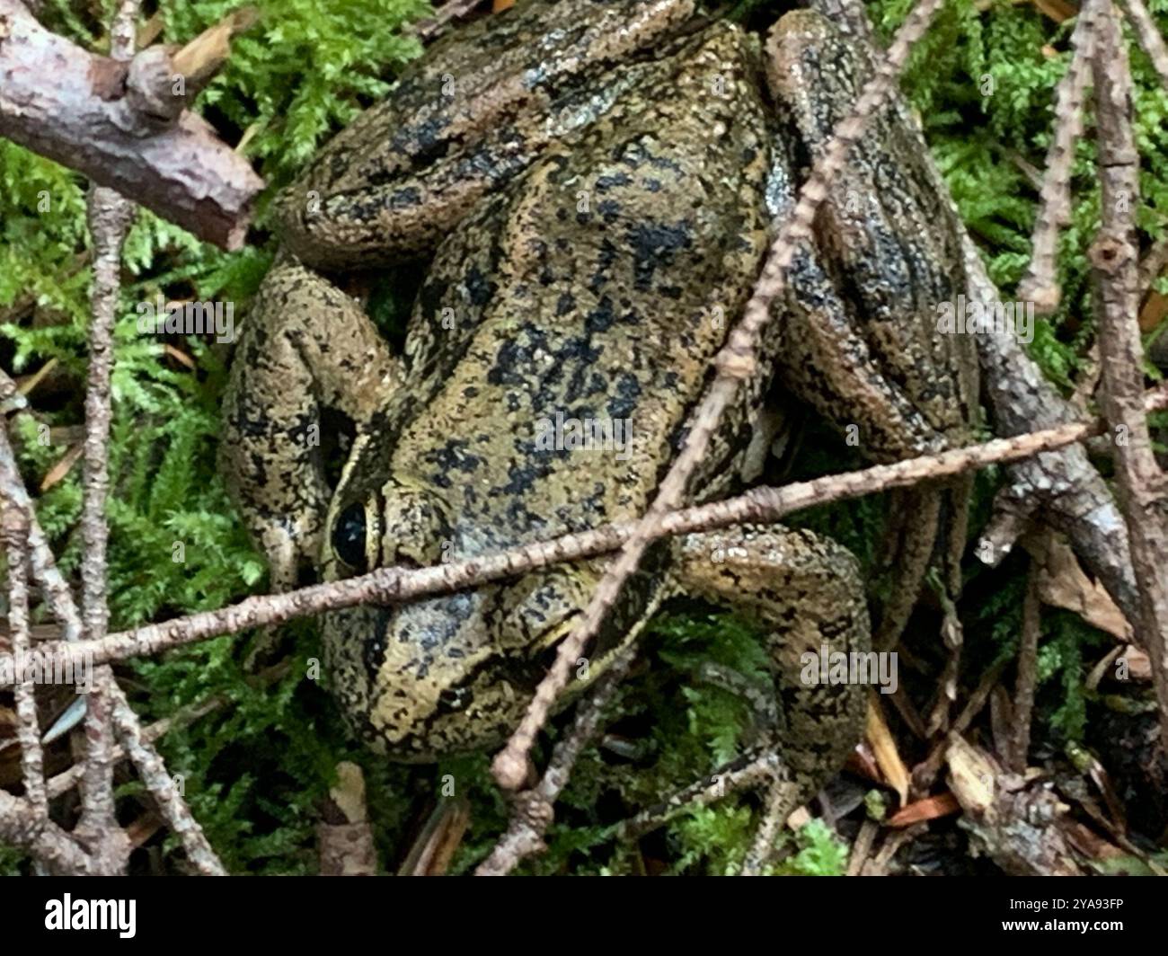 Northern Red-legged Frog (Rana aurora) Amphibia Stock Photo - Alamy