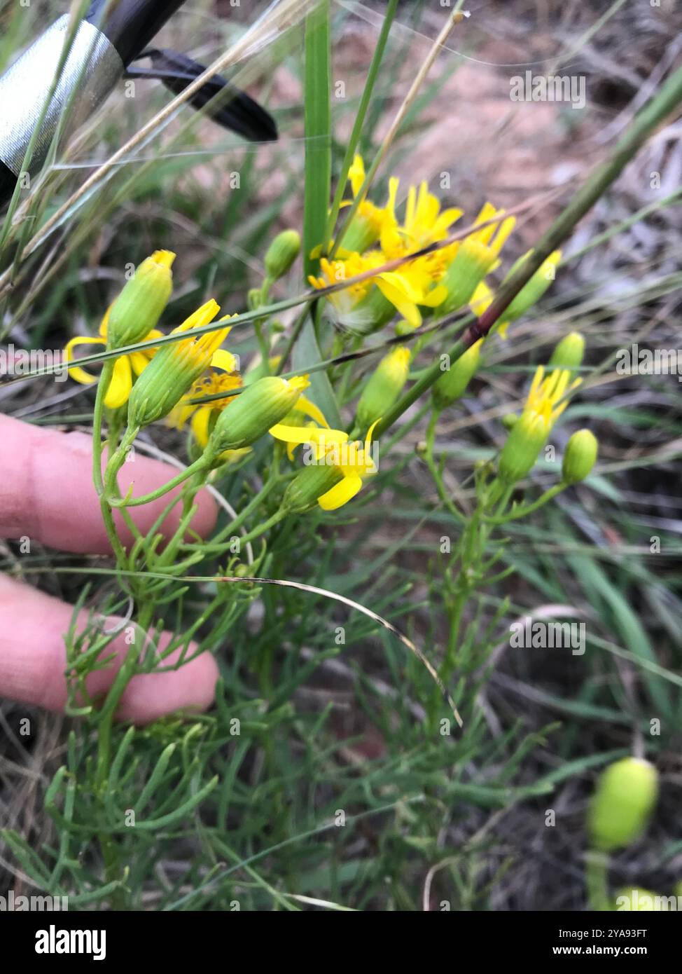 Riddell's ragwort (Senecio riddellii) Plantae Stock Photo - Alamy