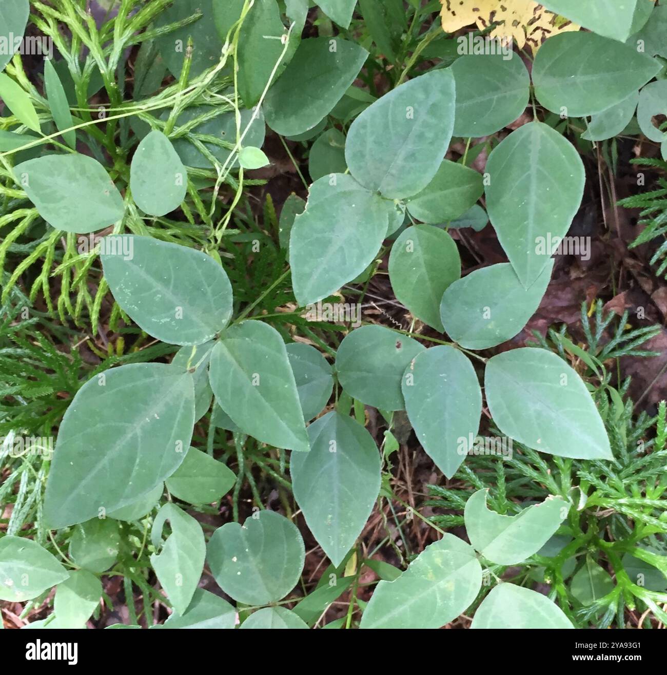 American hog-peanut (Amphicarpaea bracteata) Plantae Stock Photo - Alamy
